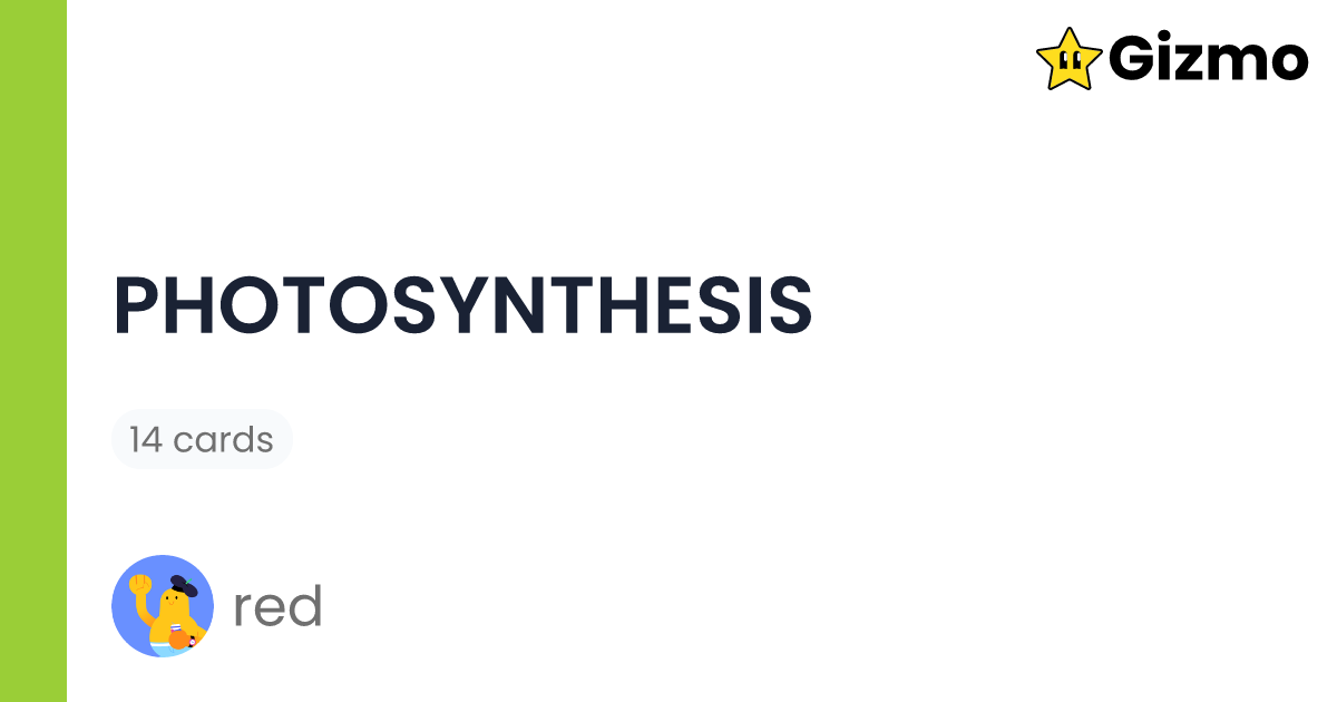 Photosynthesis | Flashcards