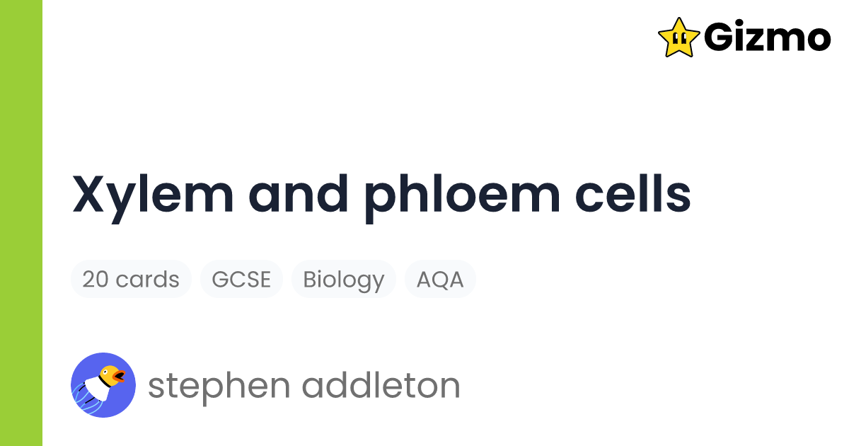 Xylem and Phloem Cells | Flashcards