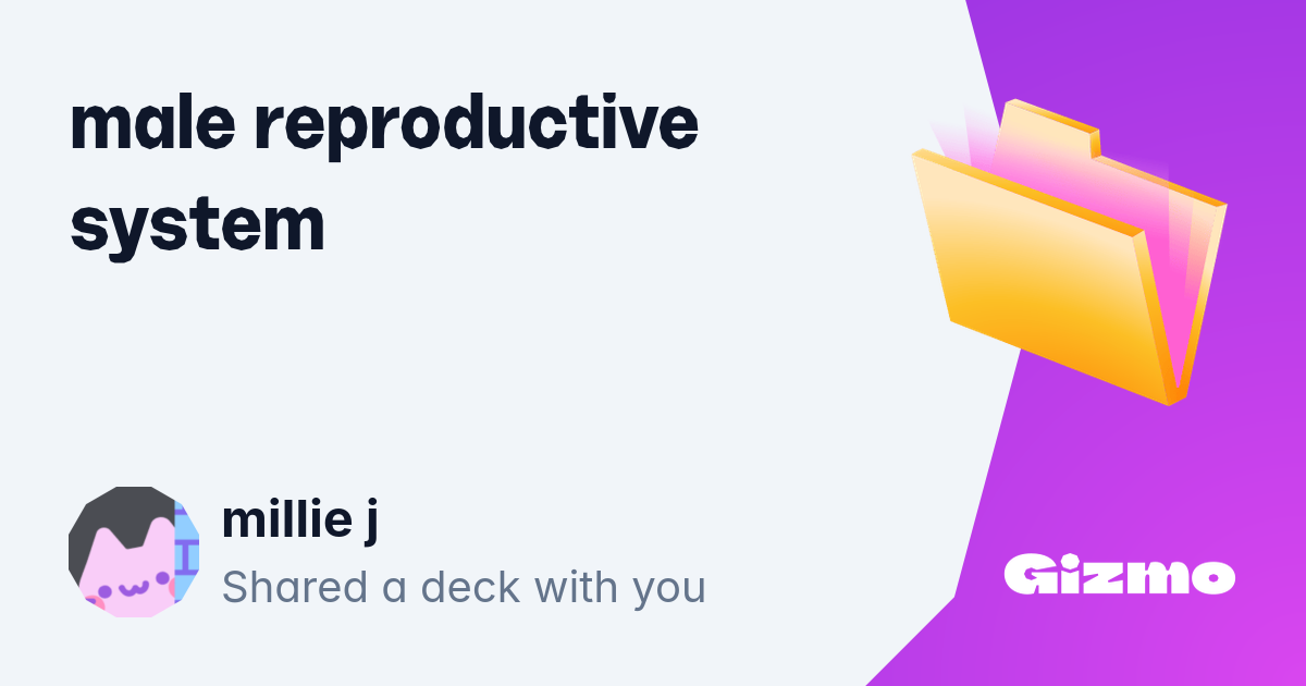 Male Reproductive System | Flashcards