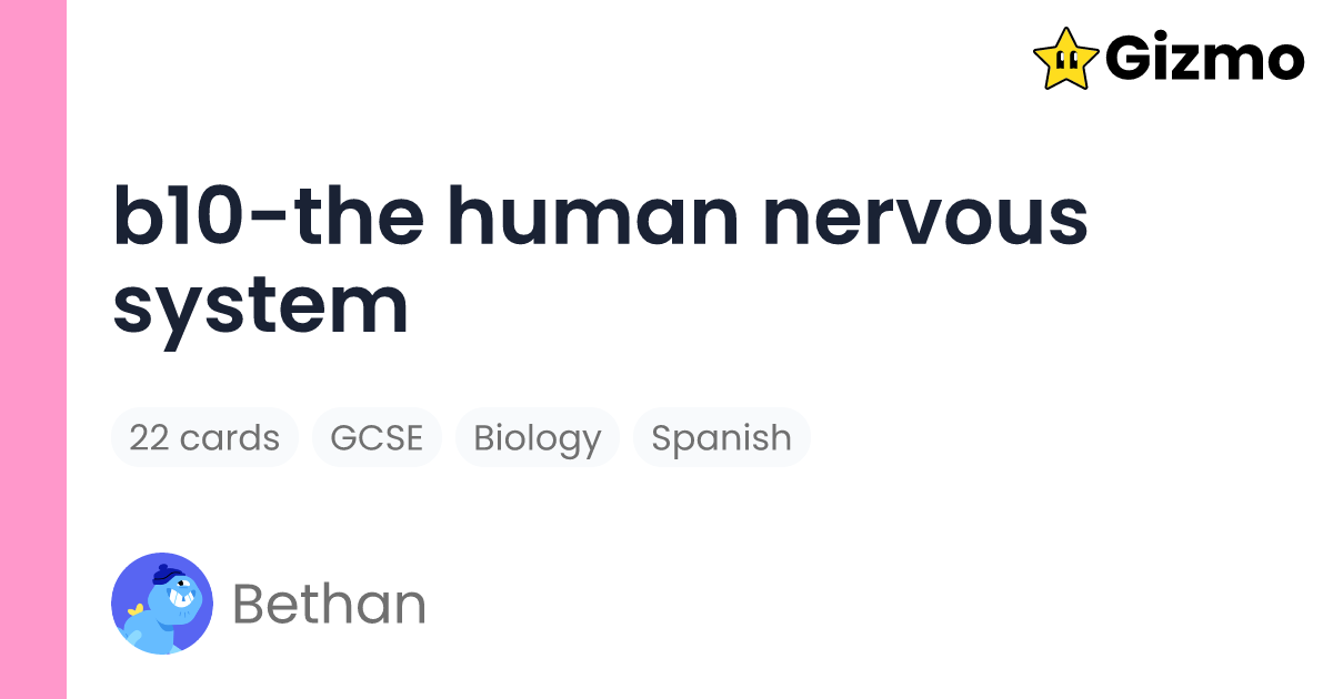 B10-the Human Nervous System | Flashcards