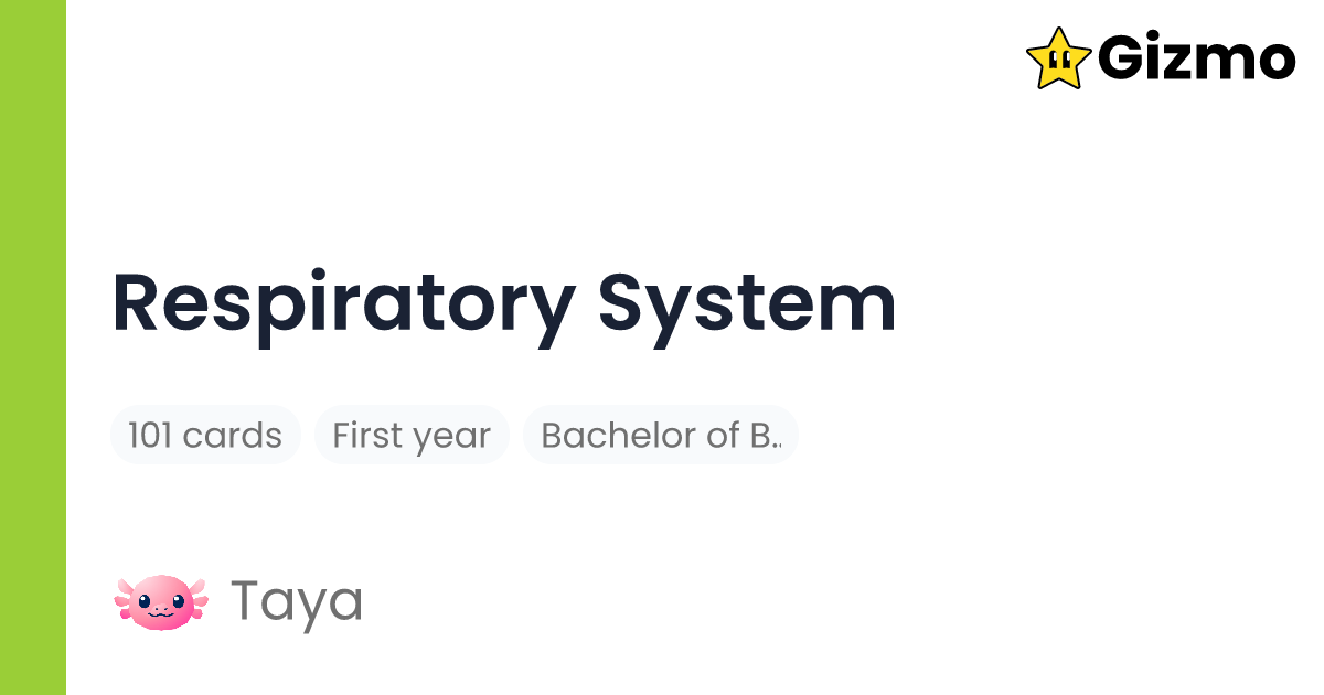 Respiratory System | Flashcards